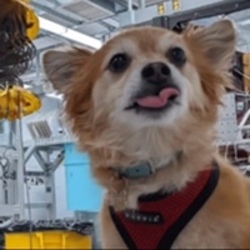 Live Qubit The Quantum Dog koers in euro (€) en dollar ($) - Newsbit