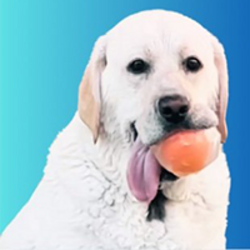 Live Splash Dog koers in euro (€) en dollar ($) - Newsbit